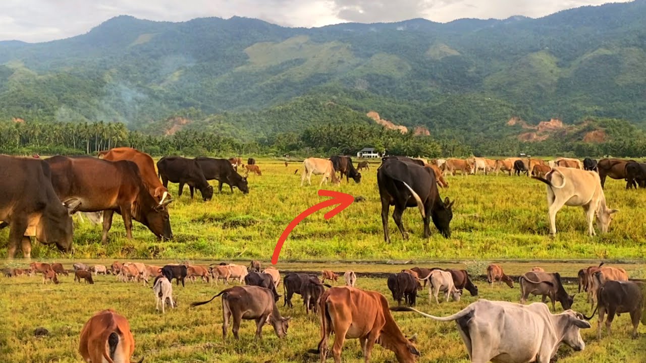 Suara Sapi Lembu Makan Rumput di Ladang Sawah Yang Hijau - Contoh ...