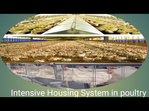 Intensive Housing System In Poultry. (It's Advantages and disadvantages ...