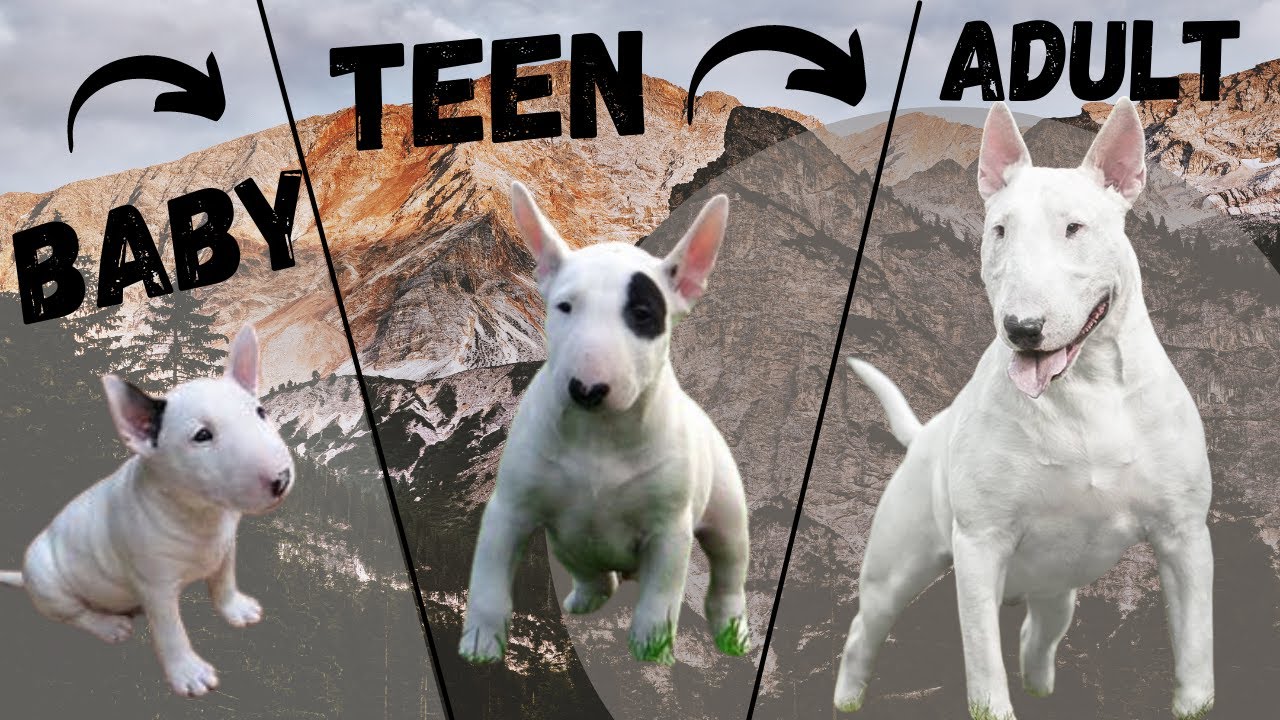 bullterrier (0-12months) TIMELAPSE Grow Process - YouTube