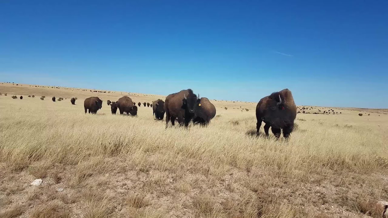 Up close and personal with wild bison in southern New Mexico - YouTube