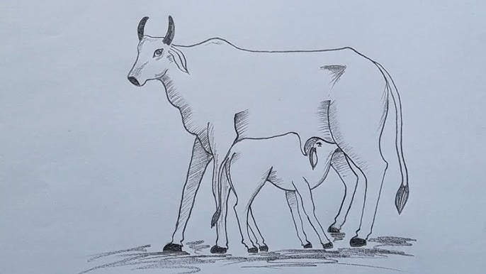 Cow And Calf Pencil Drawing