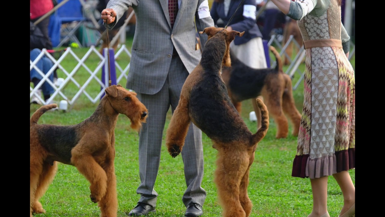 Carnival of the Airedales - YouTube