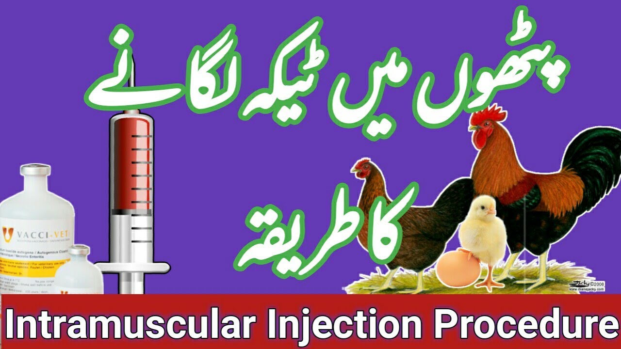 IM Or Intramuscular Injection Procedure Urdu hindi YouTube im-or-intramuscular-injection-procedure-urdu-hindi-youtube