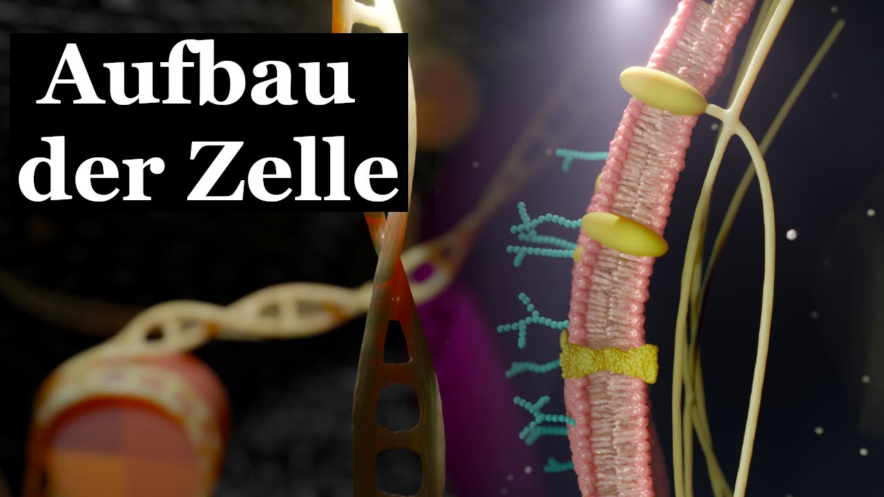 Aufbau der Zelle | Zellmembran, Vesikel, Golgi, ER usw. - YouTube