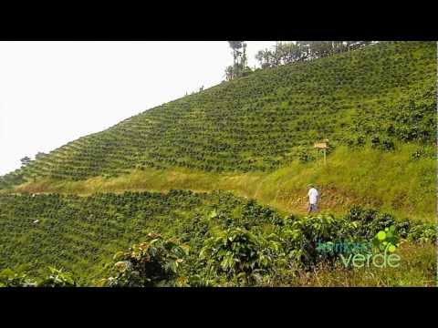 Territorio verde - Mango criollo en Santa Bárbara - Programa 7