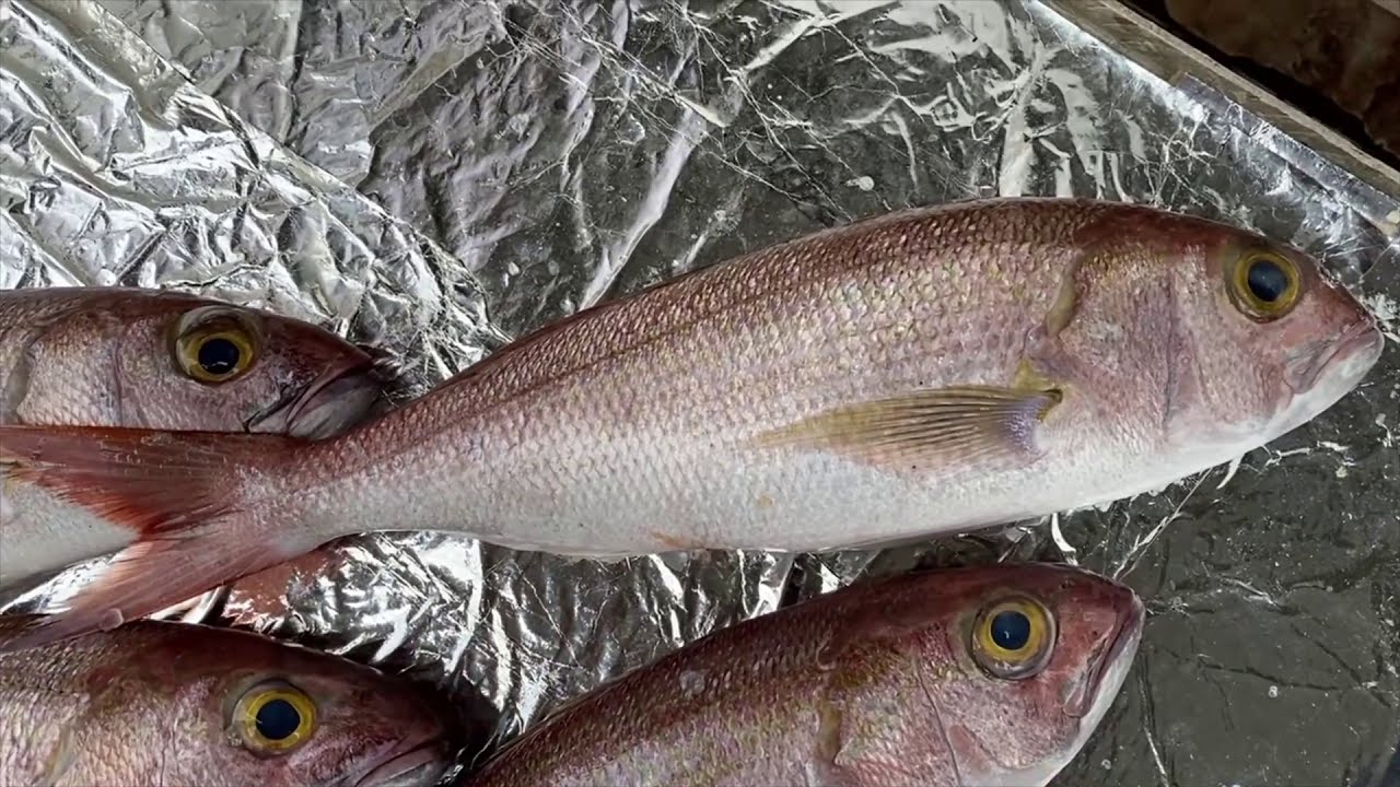 Lomassa Fish identification- sharptooth jobfish - YouTube