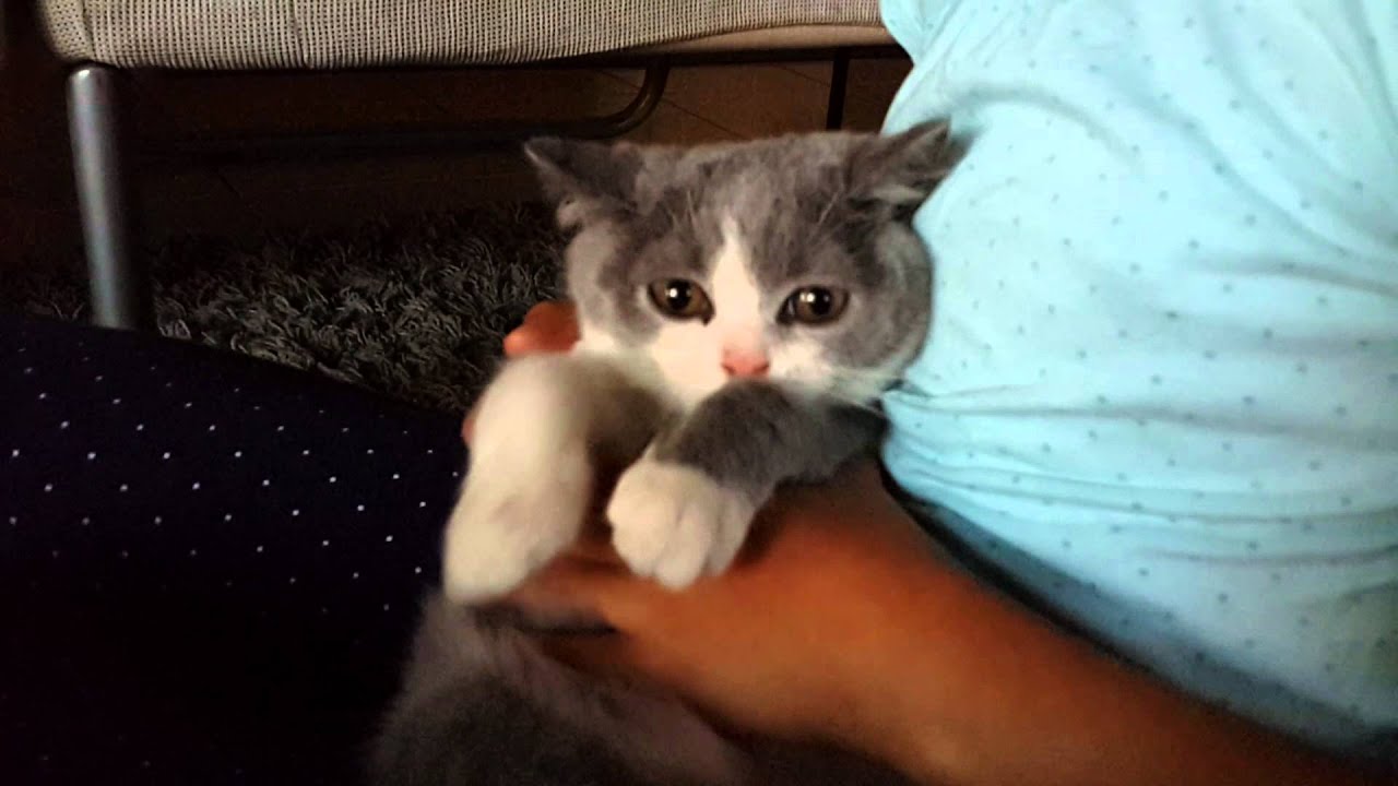 George The Cat - YouTube