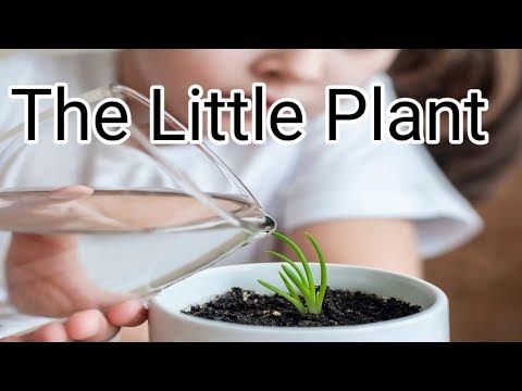 The Little Plant poem - YouTube