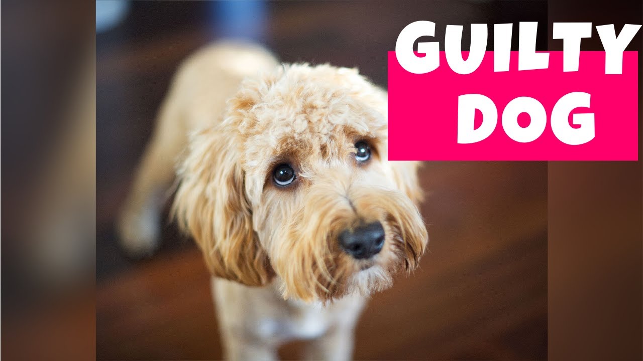 Guilty Dogs Compilation II (2020) | Who Did That? - YouTube
