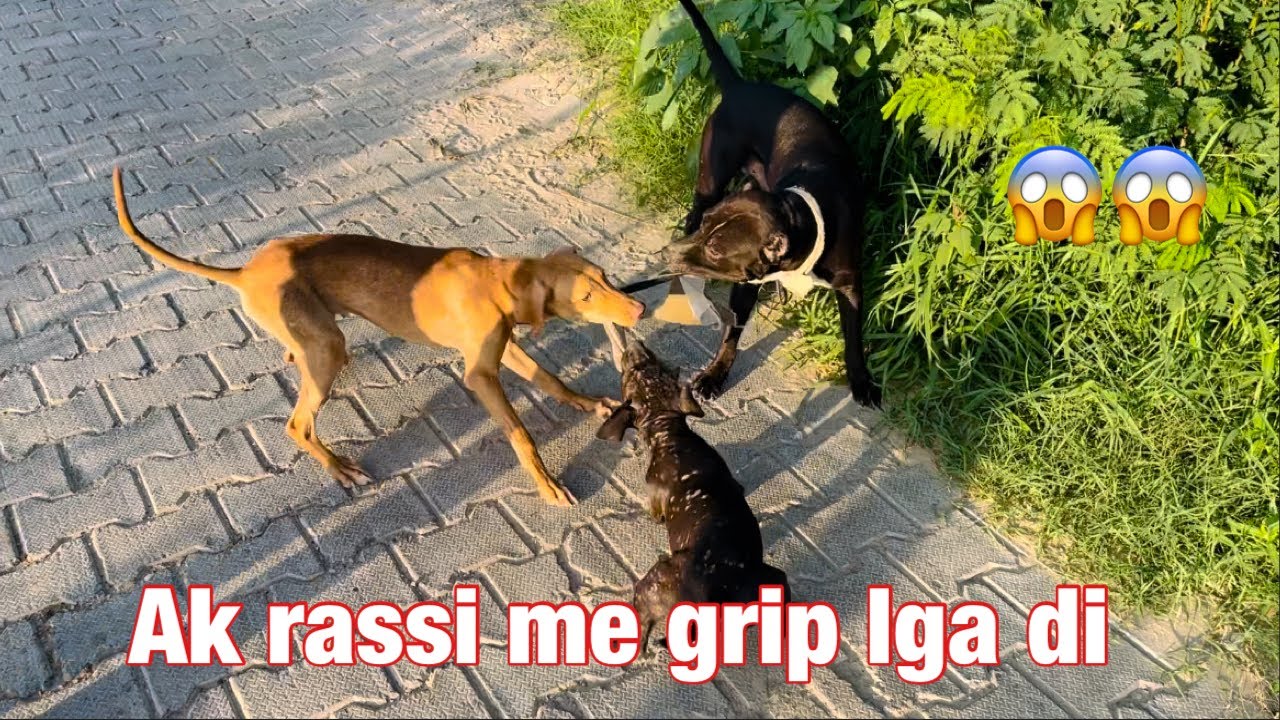 Sabhi dogs ne ak rassi me grip lga di || Raaz dog vlogs || - YouTube