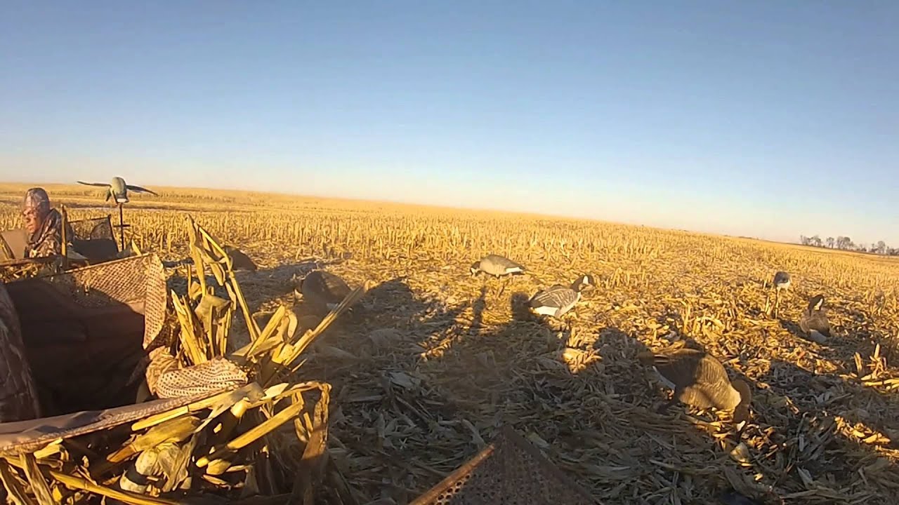 Nov.2nd 2013 Duck hunting Corn SD - YouTube