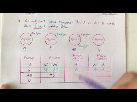 Kalıtım-7-Kan Grupları-Rh Faktörü