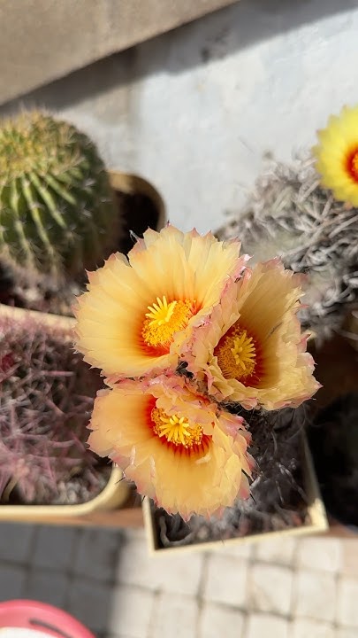 Cactus flower - YouTube