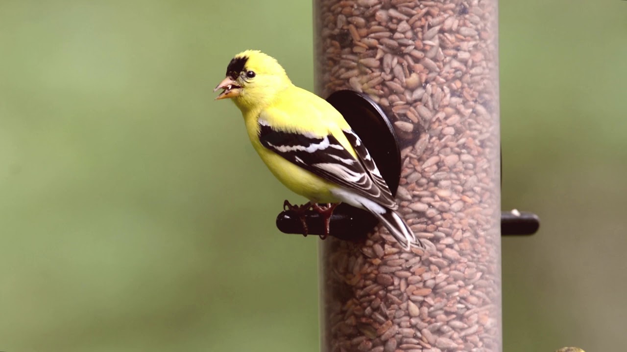 Video Hot Pepper Bird Foods 15s WBU Commercial - YouTube