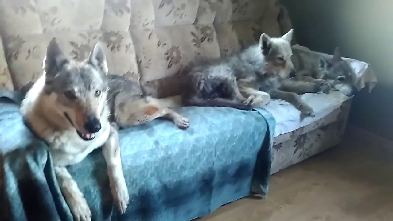 2017.10.29 - Young wolf hunting a fox ;) - YouTube