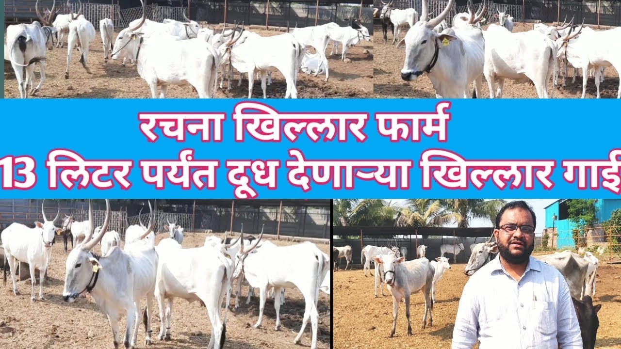 यशोगाथा/रचना खिल्लार फार्म/ 13 लिटर दूध देणाऱ्या खिल्लार गाई/khillar ...
