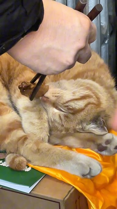 Funny cats part 03 #funnyanimals #funnycats #hilarious #kucinglucu #kucing #funnypets #funny # ...