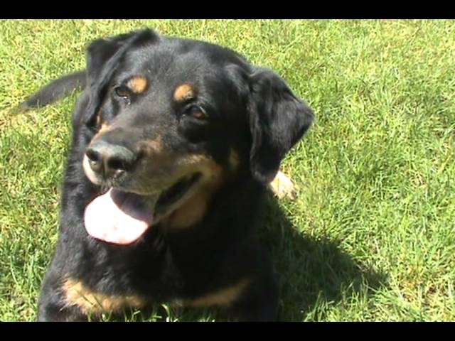 Lab Bernese Mountain Dog Mix