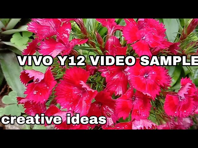 Vivo y12 video samples