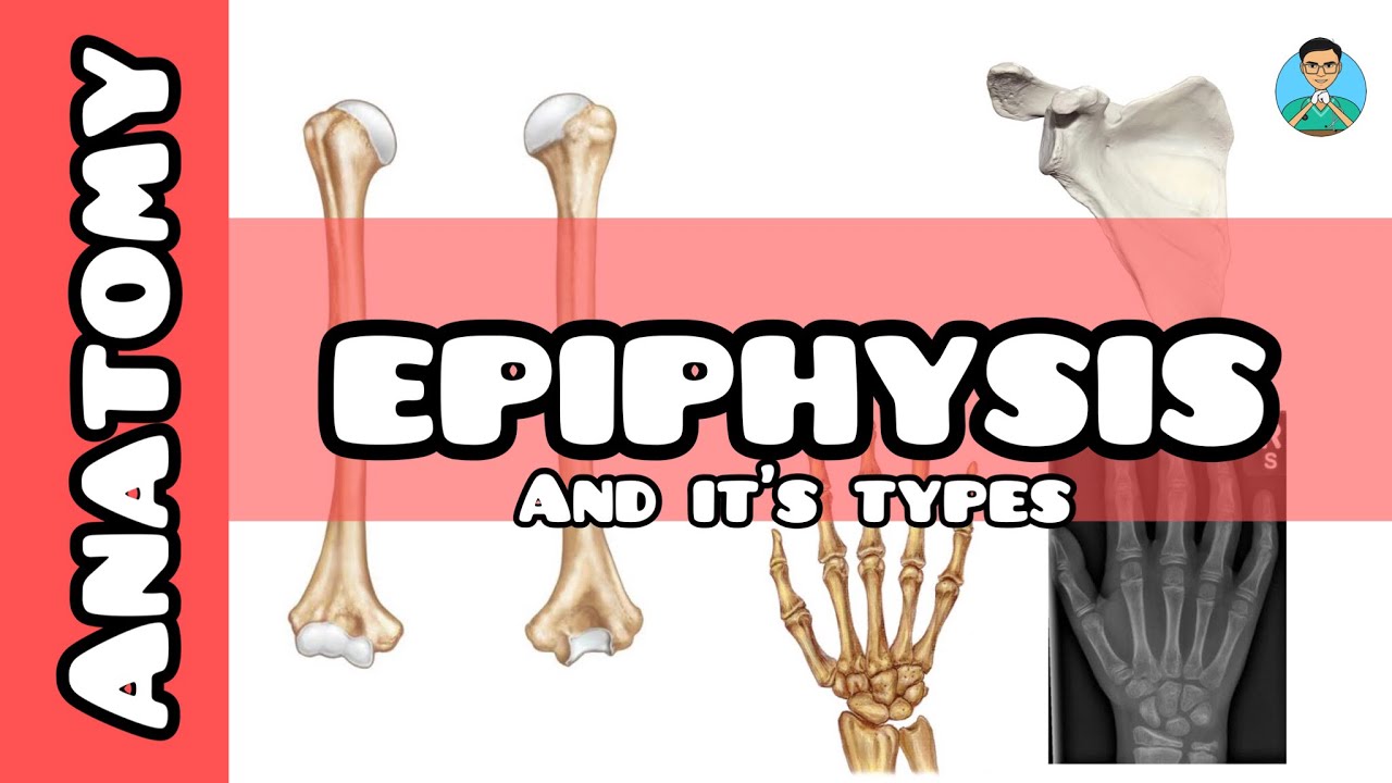 Epiphysis and it's types for USMLE - YouTube
