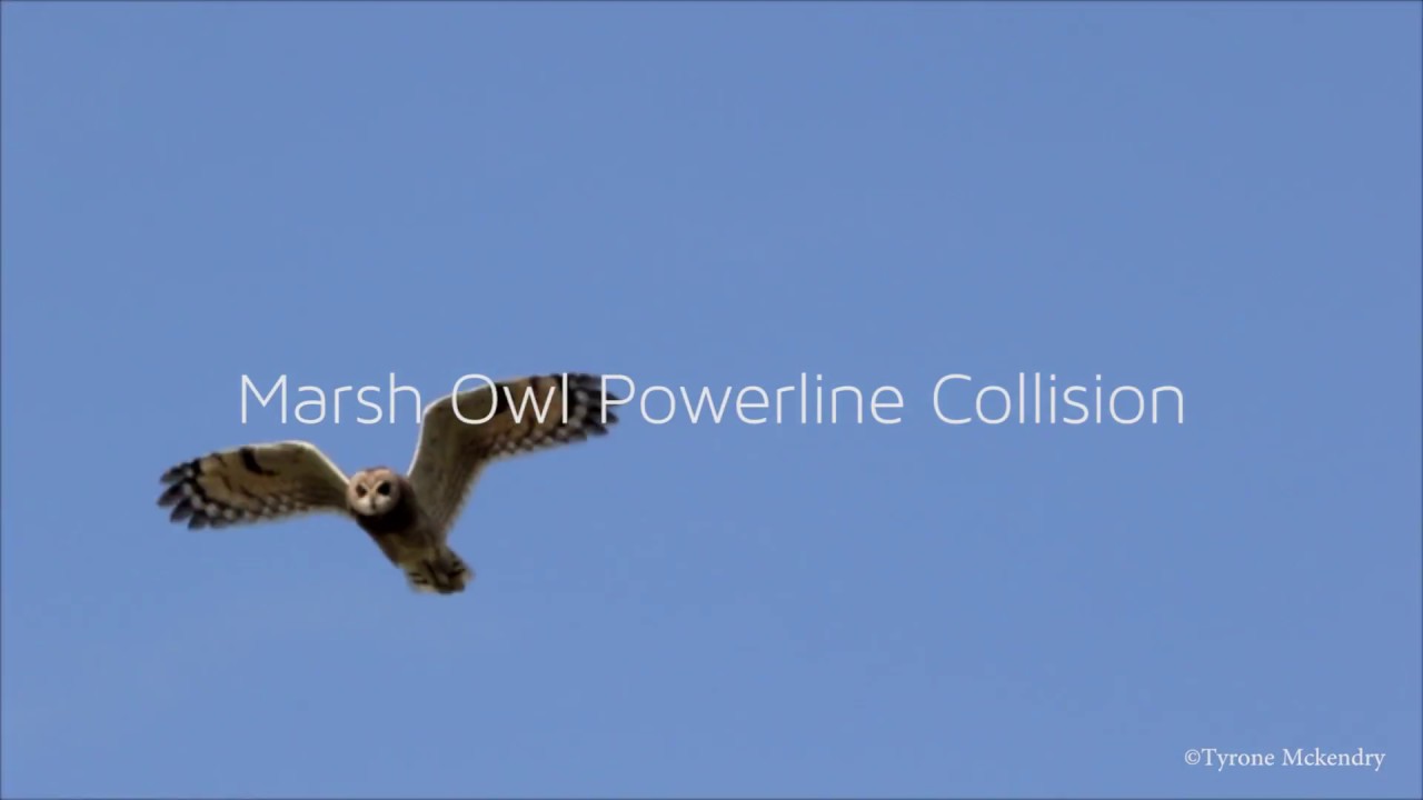 Marsh Owl Powerline Collision 2018 - YouTube