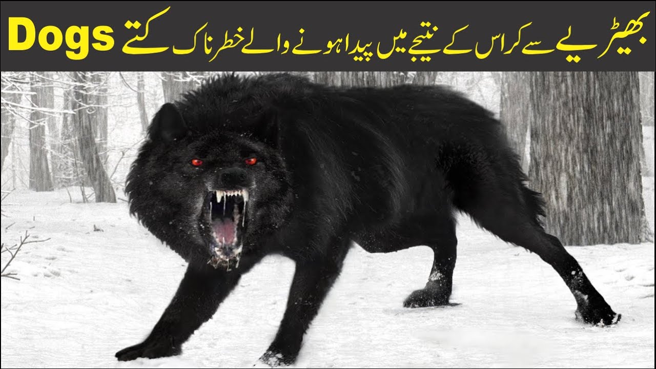 Amazing Dog Breeds in the World | Duniya K Khatarnak Tareen Kutte - YouTube