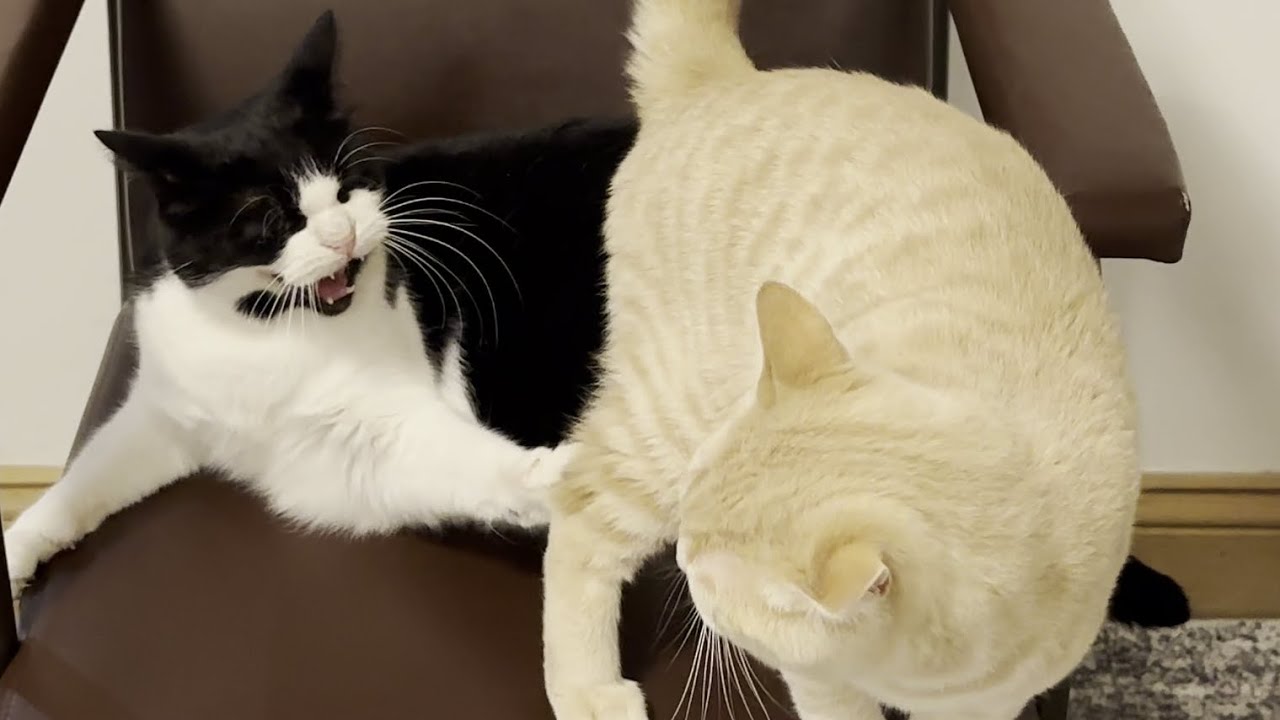 Kitten Annoys Cat - YouTube