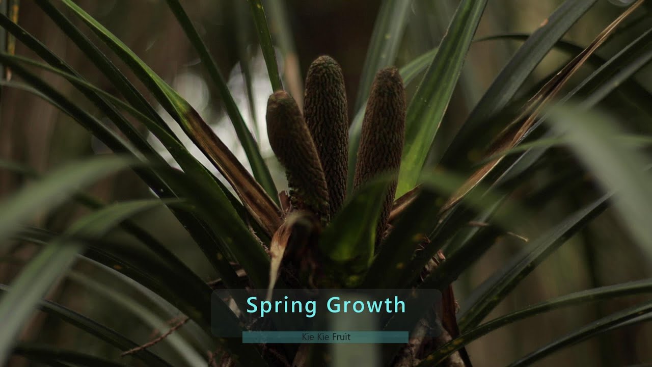SPRING GROWTH. KIE KIE FRUIT AND ITS STRANGE GROWTH PATTERN. SURVIVAL ...