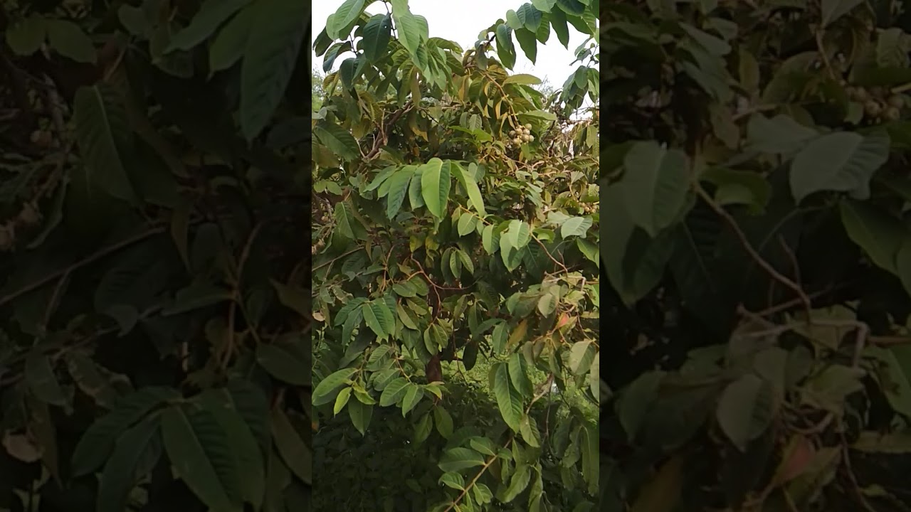 CEAT HALOl plant - YouTube