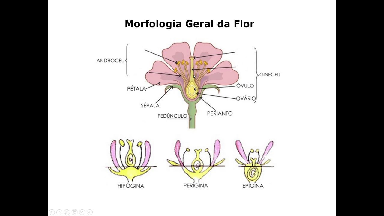 Anatomia da flor parte 1 - YouTube