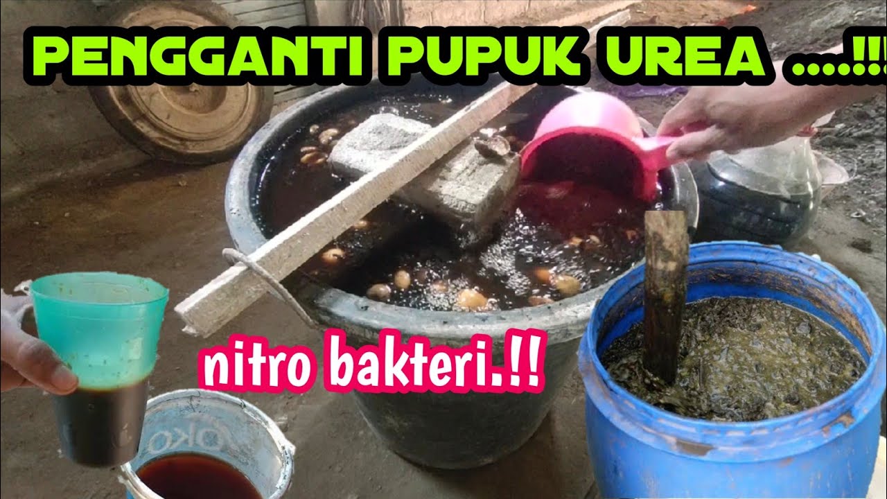 ternyata mudah sekali membuat pupuk UREA cair || CARA BUAT NITRO ...