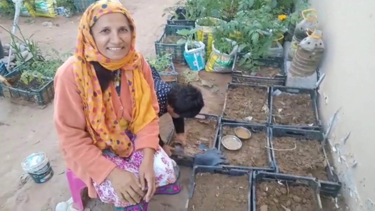How to plant Methi or fenugreek plant effectively for amazing harvest ...