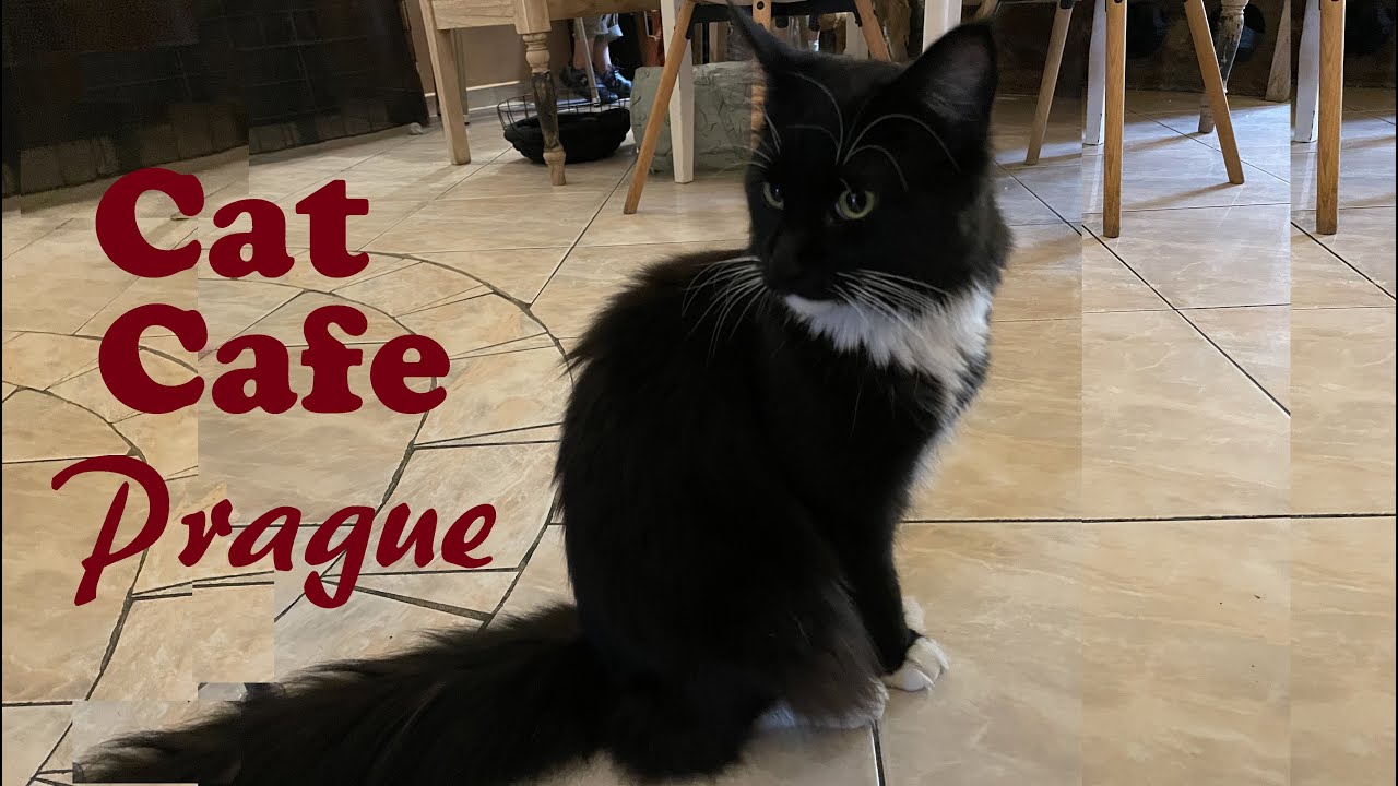 Cat Cafe in Prague. The paradise for cats and very welcoming for ...