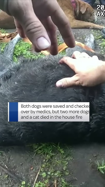 Firefighters rescued and gave CPR to two unresponsive dogs who were trapped in burning Florida ...