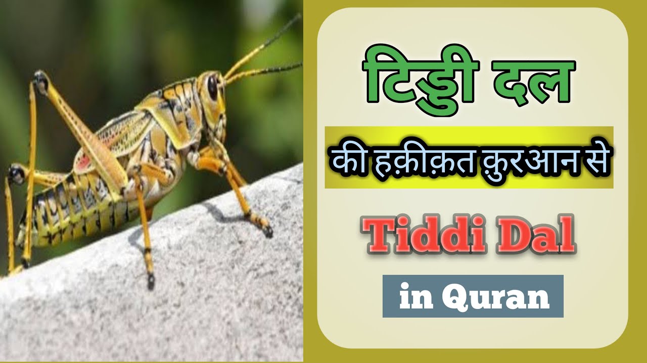 Tiddi Dal ka Azab || Tiddi dal Allah ka kiya paigam Lata hai Tiddi ke ...