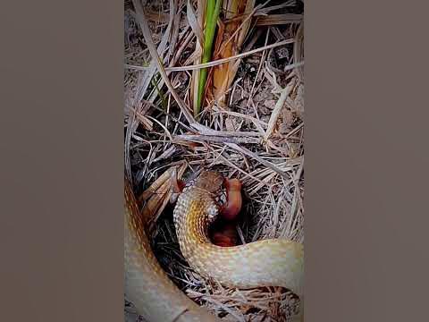 Snake eats baby birds HDR #shorts @narun.fishing - YouTube