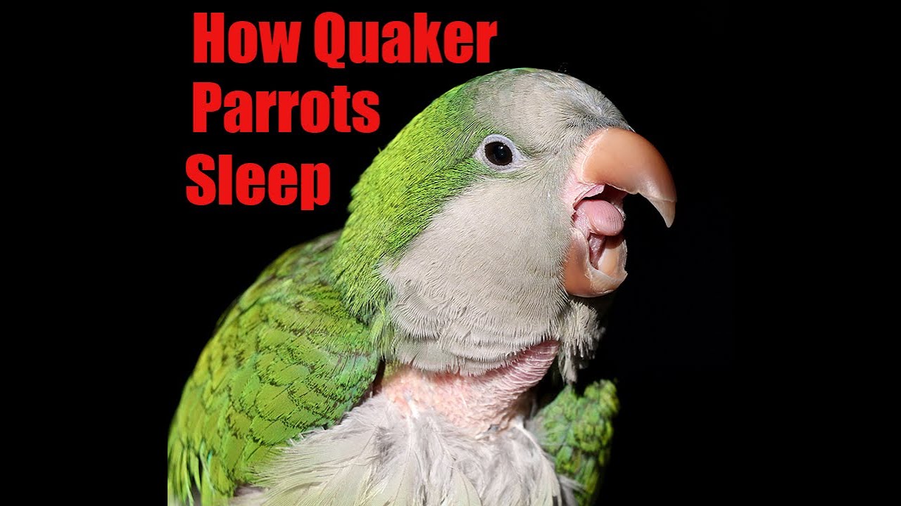 Quaker parrot 🦜 falls asleep with her foot on her head - YouTube