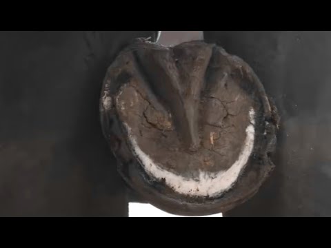 Farrier Asmr / Satisfying Back Hoof Restoration/ Farrier Asmr. - YouTube