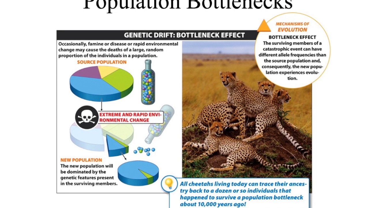 Bottleneck Effect Differentiate Between The Founder's Effect Oond