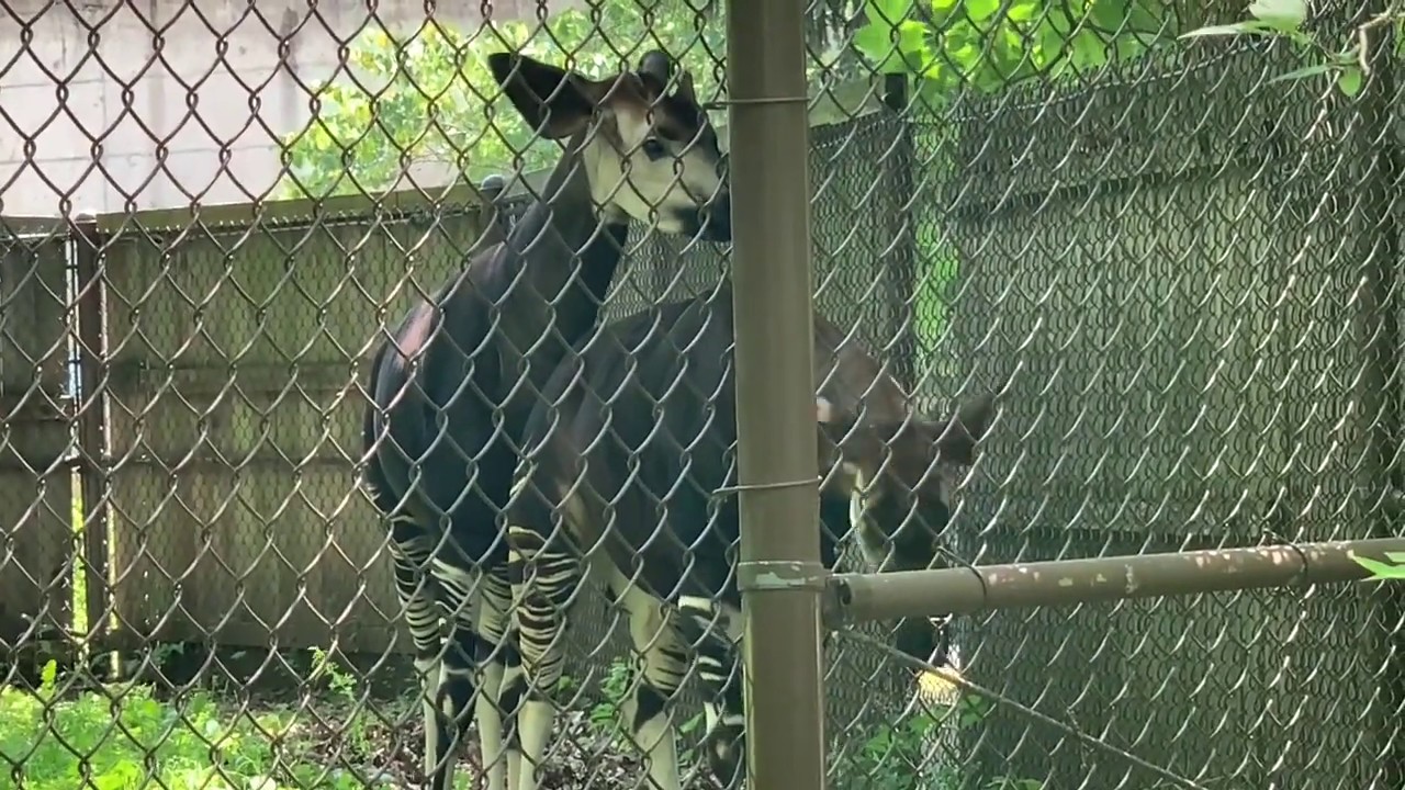 Okapi mating - YouTube