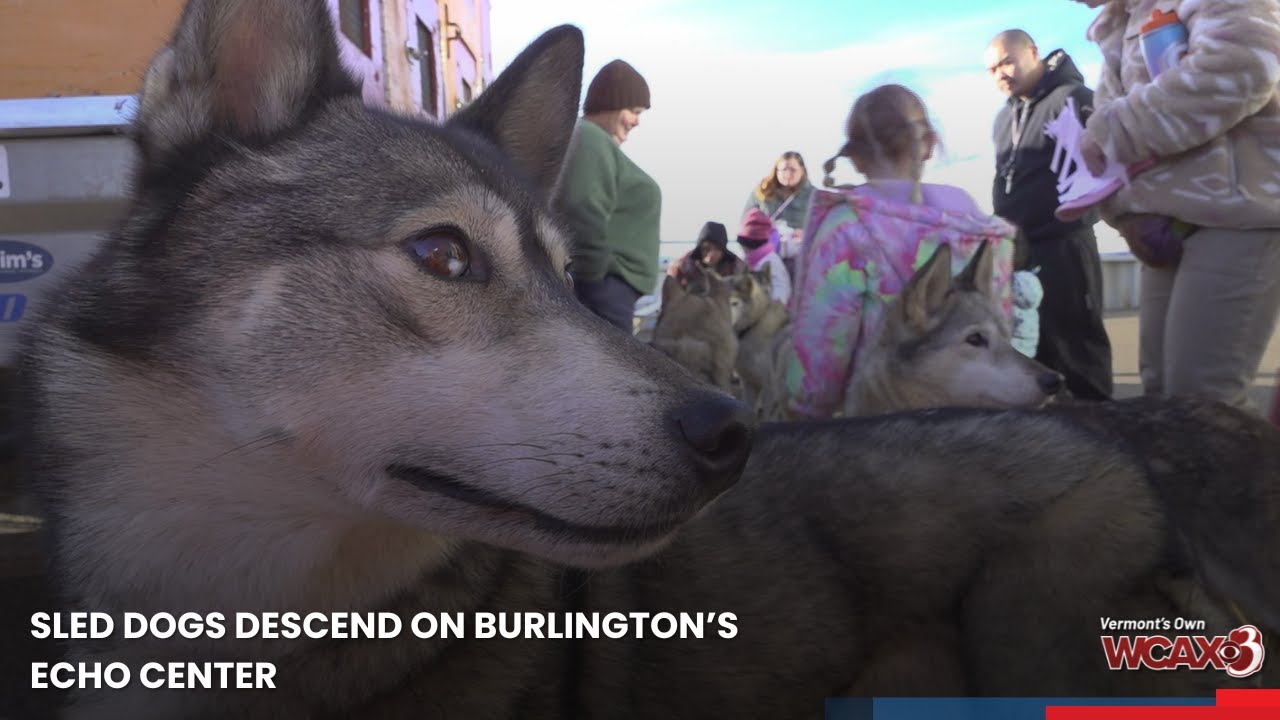 Sled dogs descend on Burlington’s Echo Center - YouTube