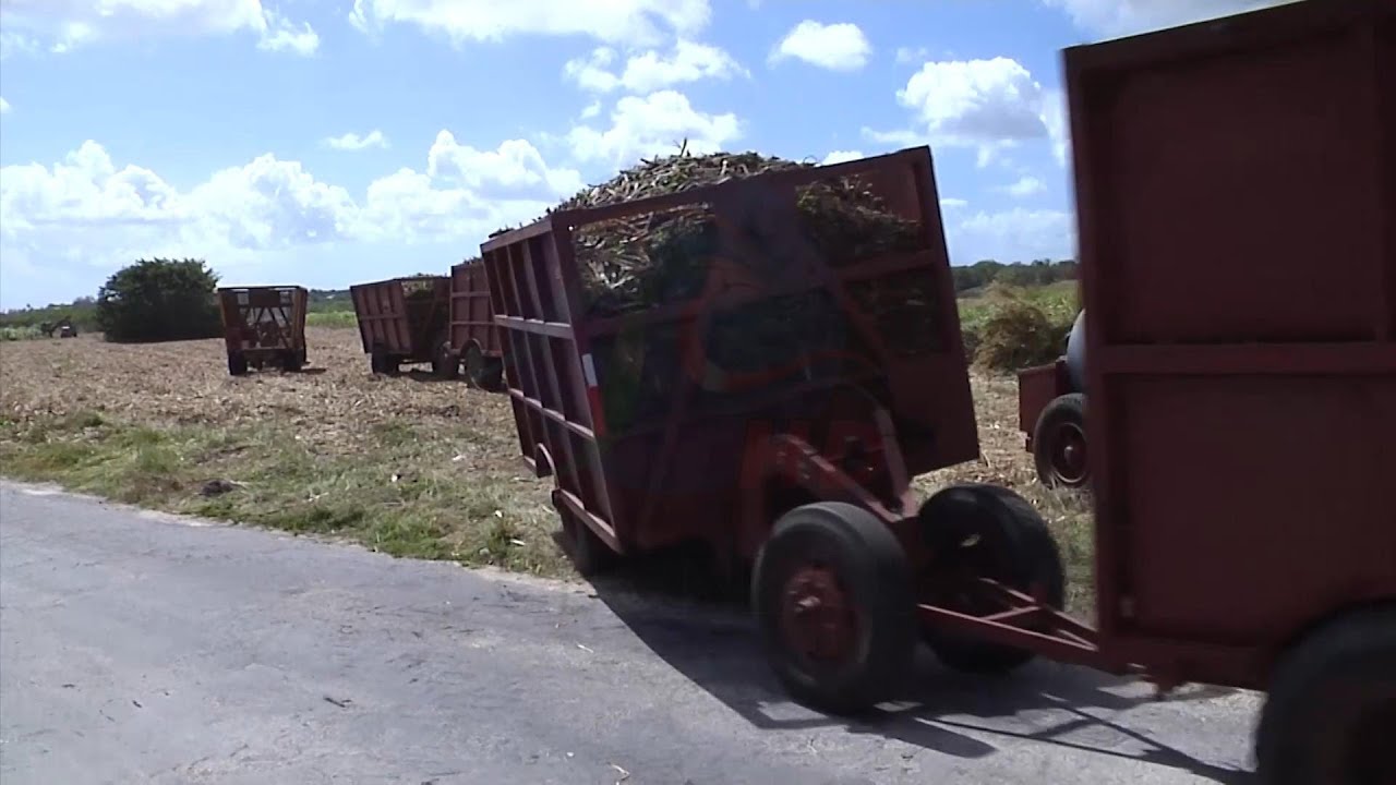 100K tonnes of cane expected to be produced in 2025 - YouTube