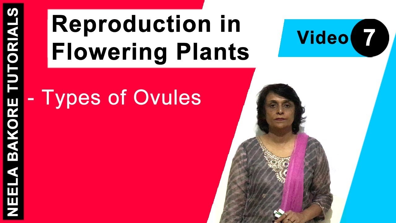 Reproduction In Flowering Plants Neet Types Of Ovules Neela Bakore Tutorials Youtube