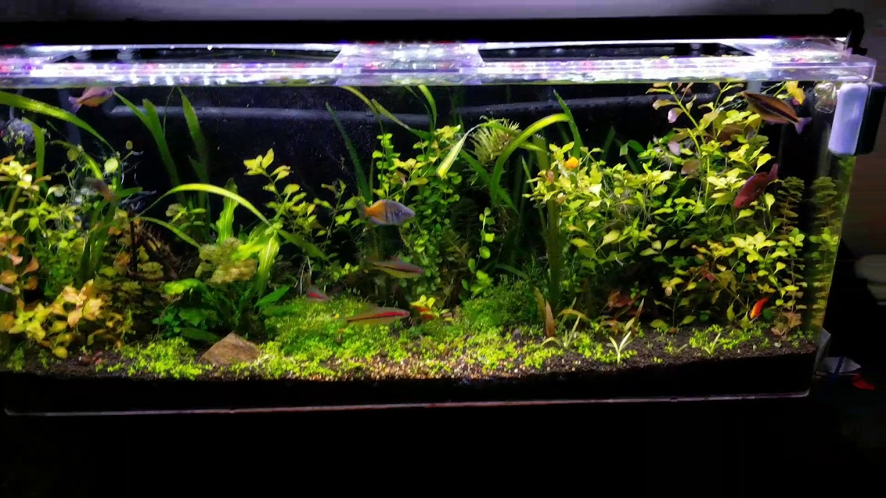 Updates Galore! 55 gallon planted Rainbow Tank! - YouTube