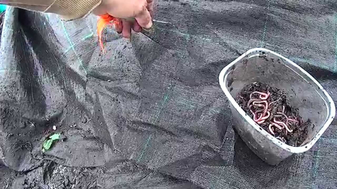 Дендробена ХХI века http://vermitechnologii.ru/ Dendrodrilus rubidus10 ...
