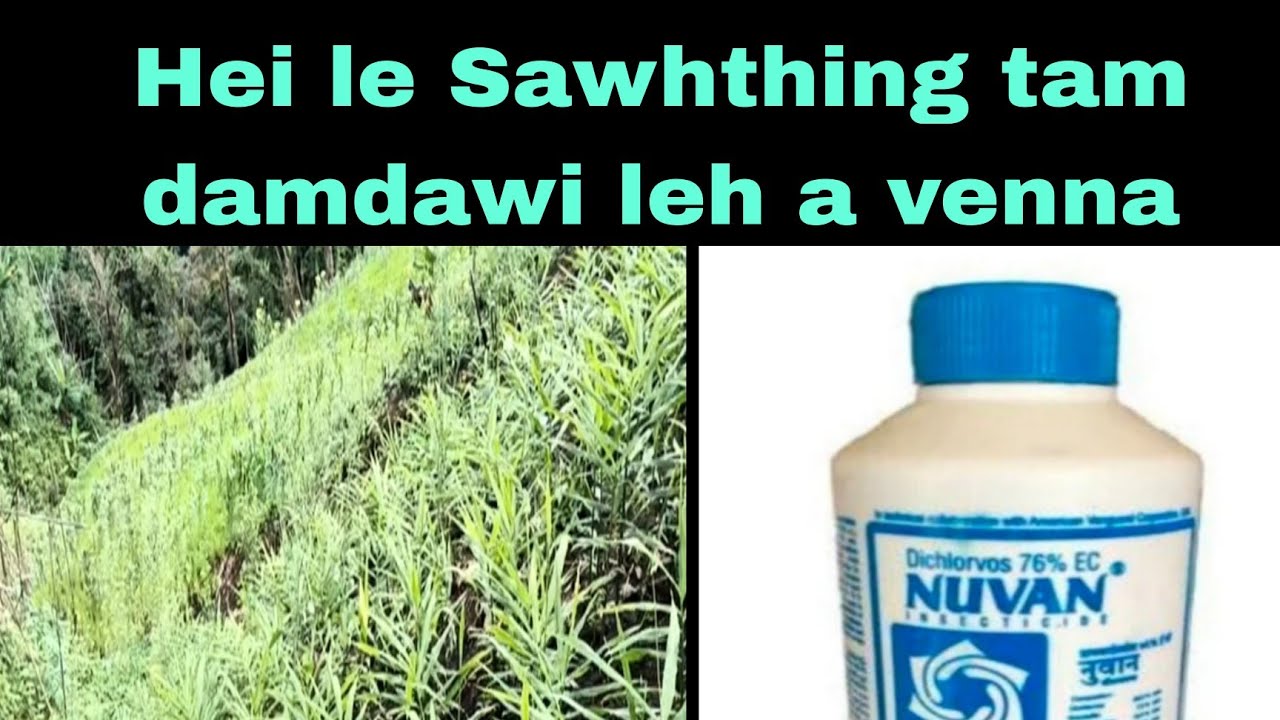 Hei le Sawhthing tam damdawi leh a venna damdawi tha lutuk chu:Rindika ...