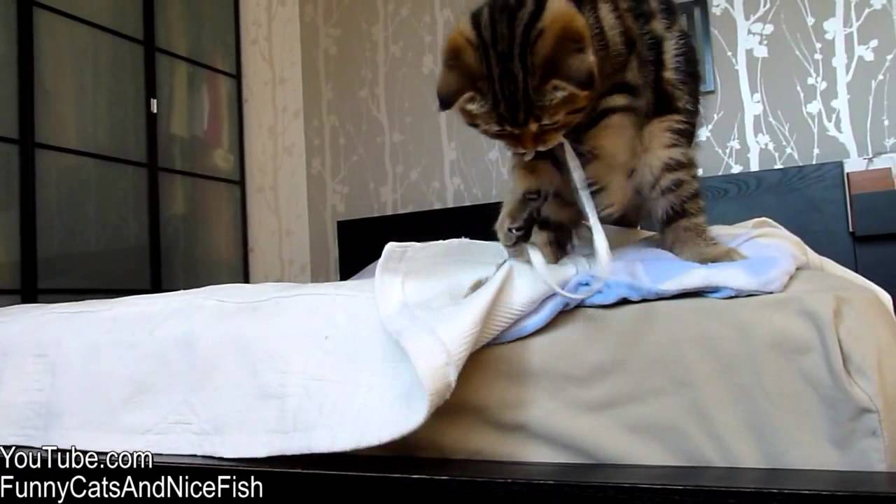 Funny Cats Compilation 2013 Youtube
