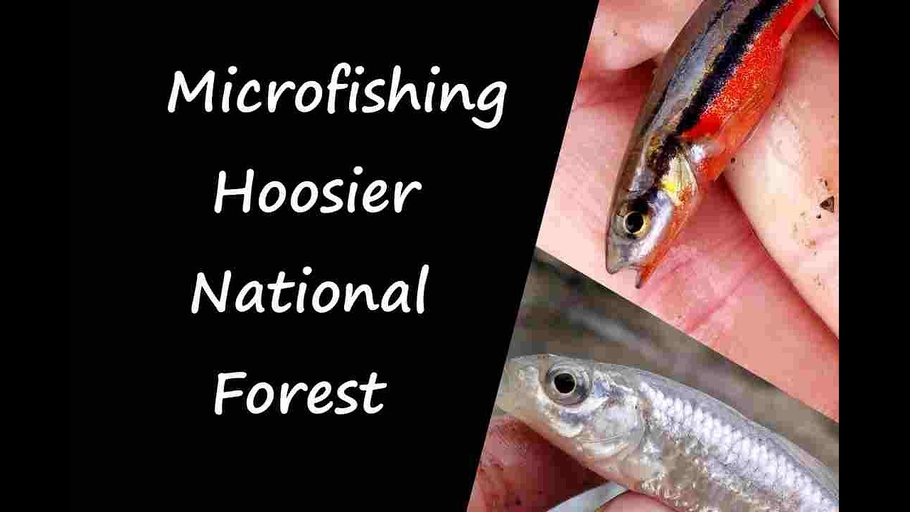Microfishing Hoosier National Forest - YouTube