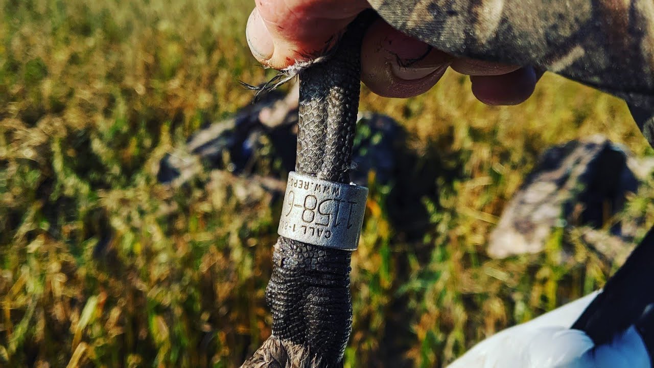 My FIRST waterfowl BAND! Duck and Goose Hunting 2019/2020 - YouTube