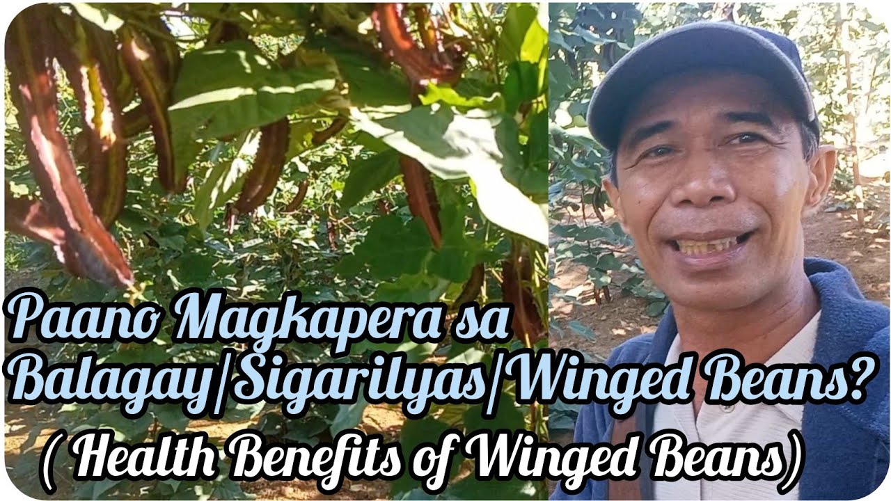 『Paano Magkapera sa Balagay/Sigarilyas/Winged Beans?』〘Health Benefits ...